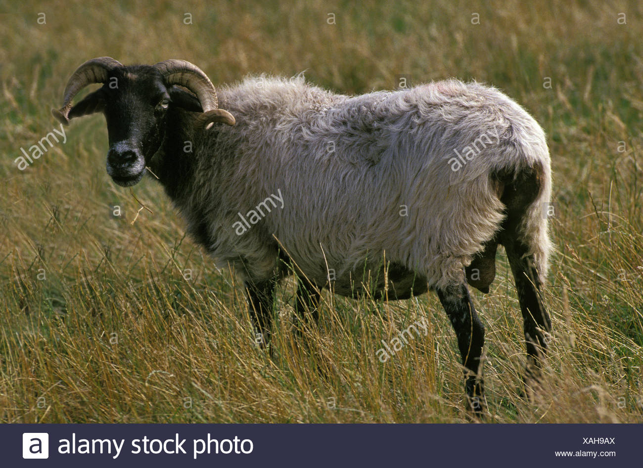 Manech A Tete Noire Or Black Head Manech Sheep Banque d'image et photos ...