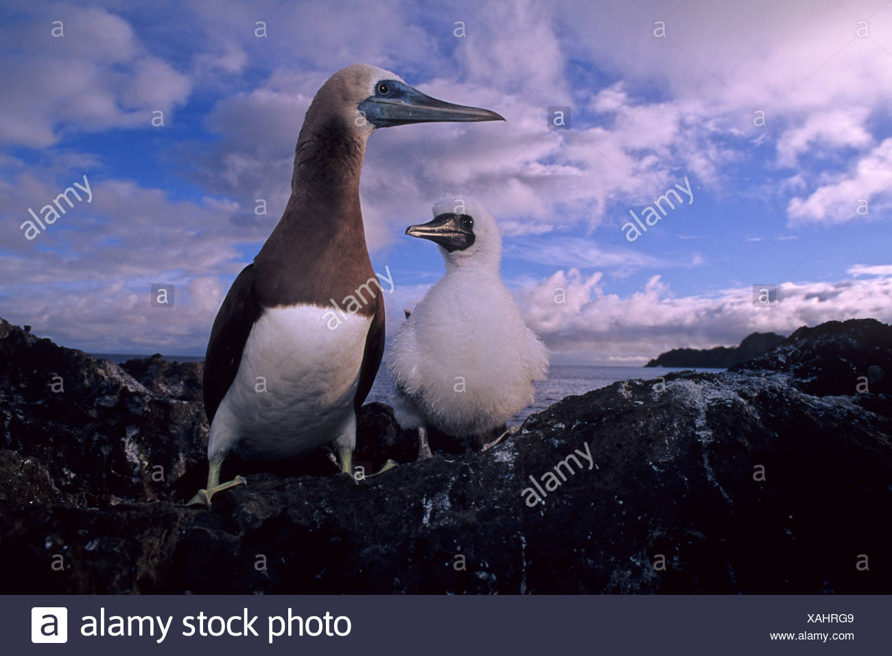Oiseau De Mer Fou Banque d'image et photos - Alamy