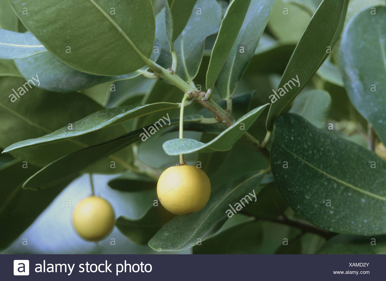 Balata Tree Banque d'image et photos - Alamy