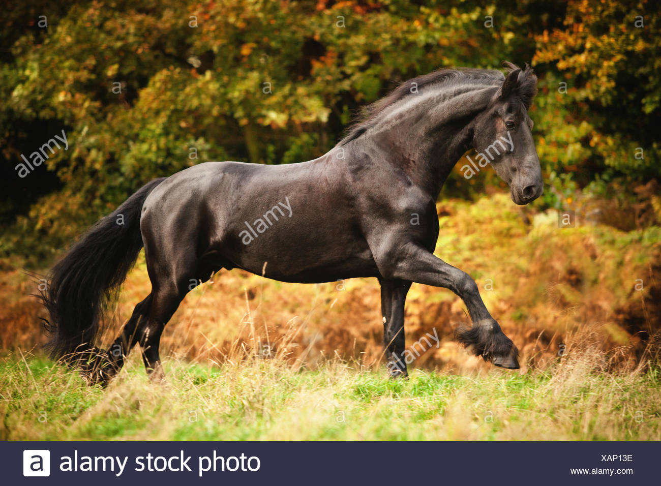 Galop Frison Noir Banque d'image et photos - Alamy