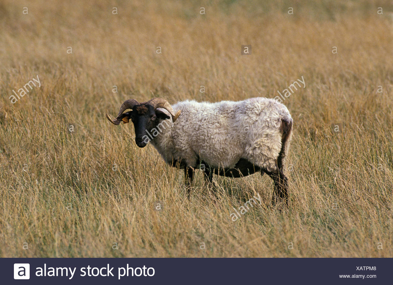 Manech A Tete Noire Or Black Head Manech Sheep Banque d'image et photos ...