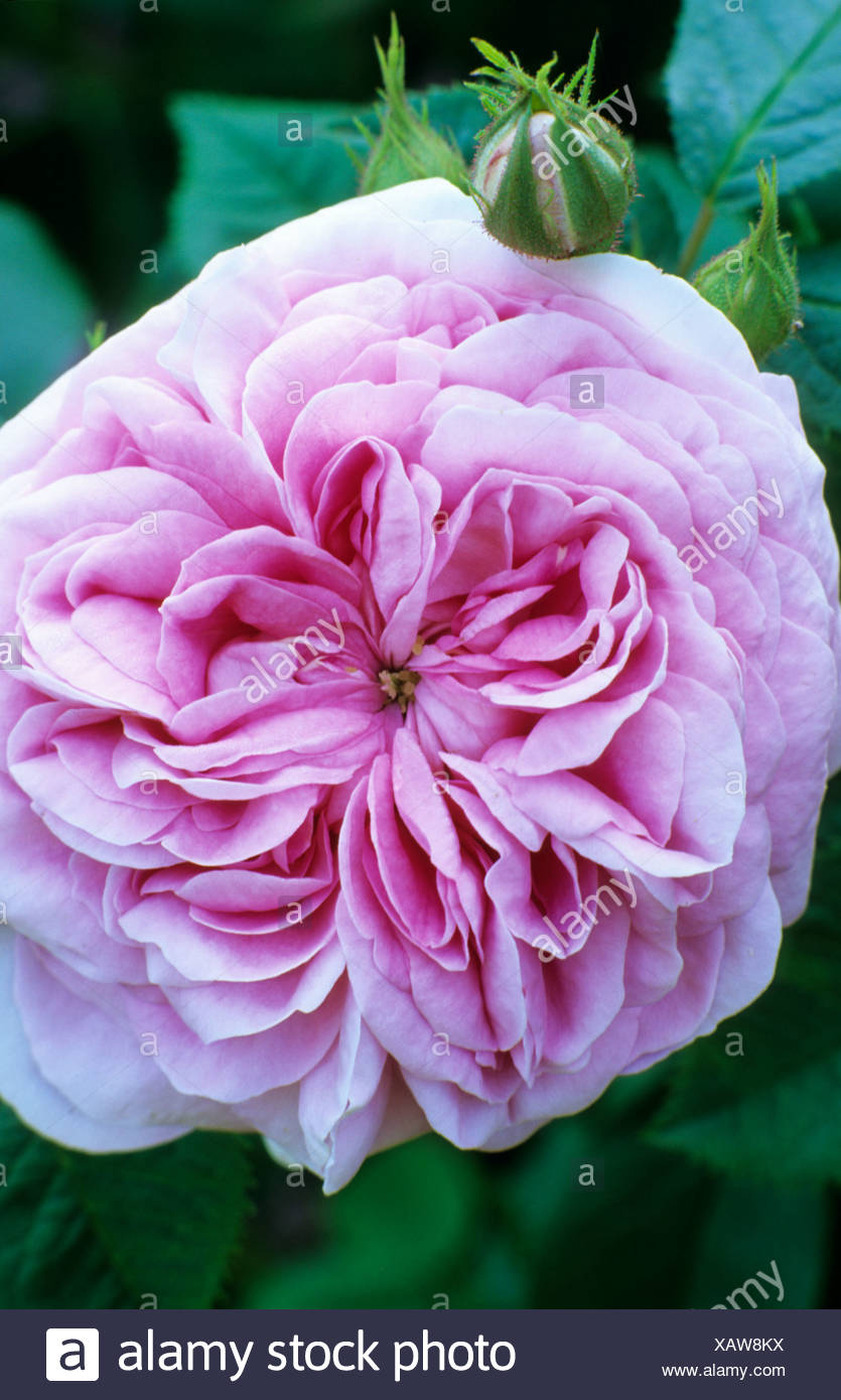 Rosa Reine Du Danemark Banque d'image et photos - Alamy