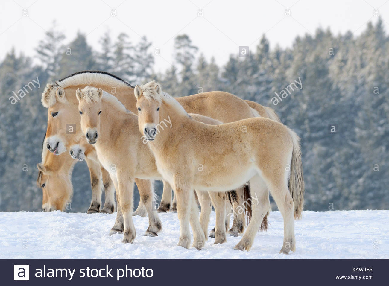 Norwegian Fjord Horse Herd Snow Banque d'image et photos - Alamy