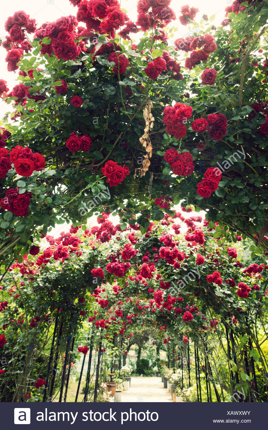 Arch Of Roses Banque d'image et photos - Alamy