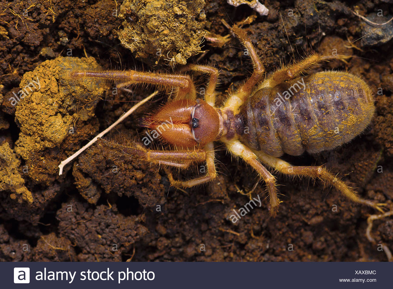 Camel Spider Galeodes Granti Banque d'image et photos - Alamy