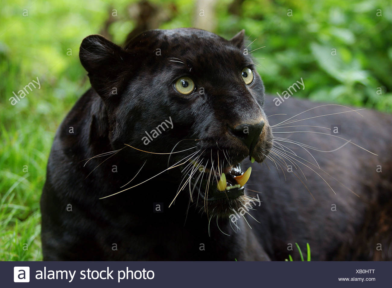 Panthère Noire Panthera Pardus Banque d'image et photos - Alamy