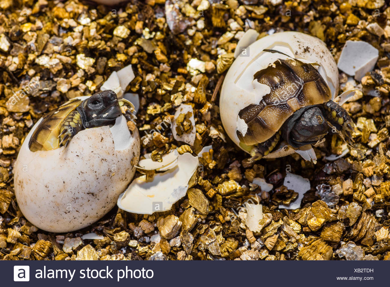 Oeufs De Tortues Hermann