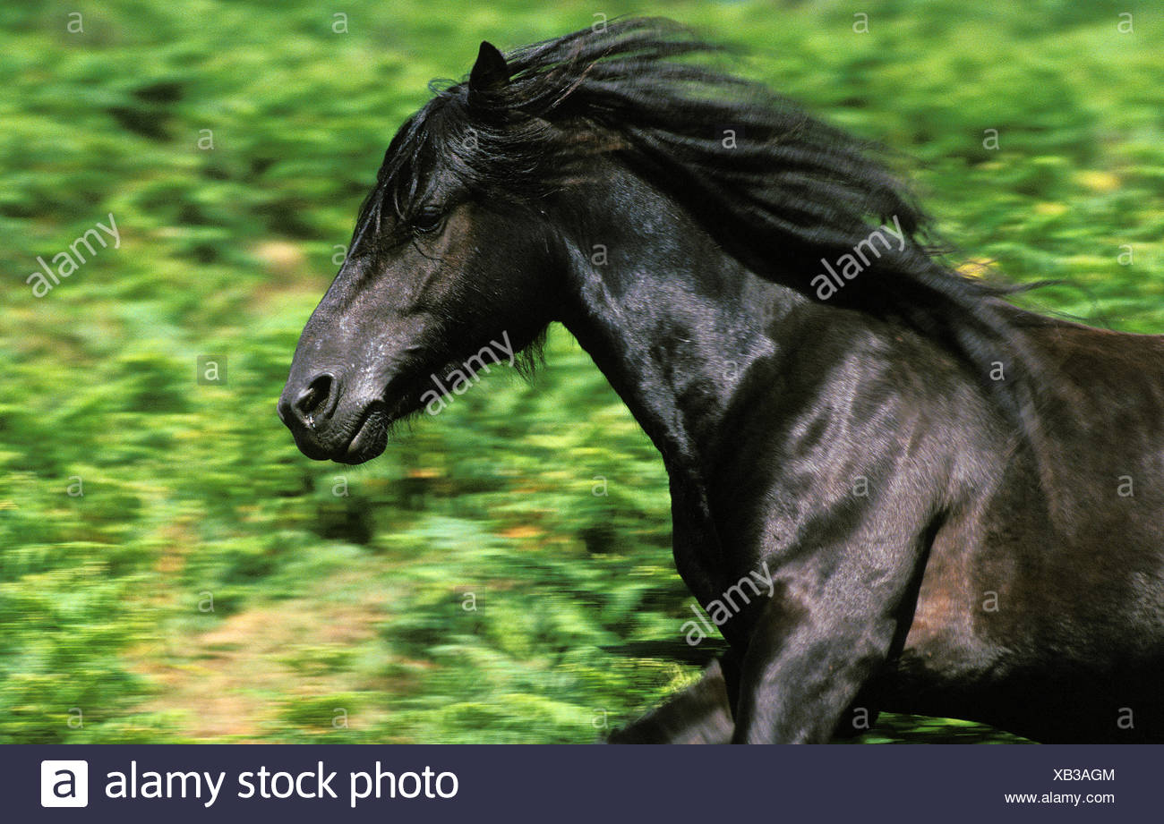 Pottok Horse Banque d'image et photos - Alamy