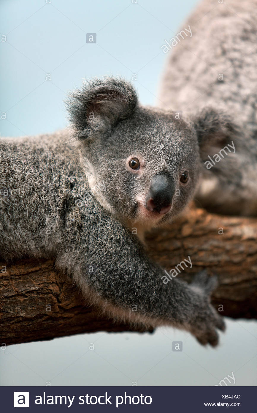 Prone Position Banque d'image et photos - Alamy