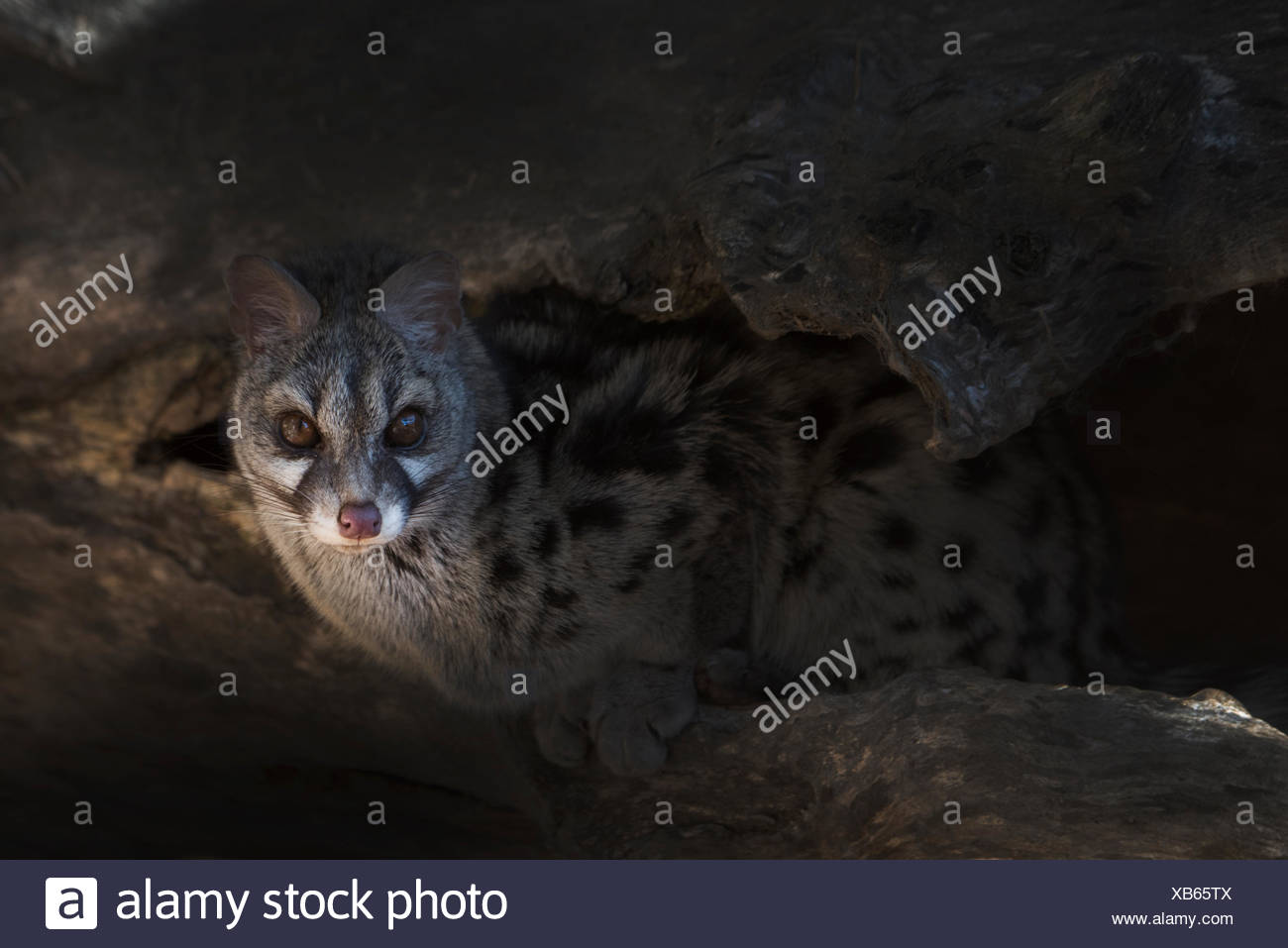 Genette Commune Banque d'image et photos - Alamy