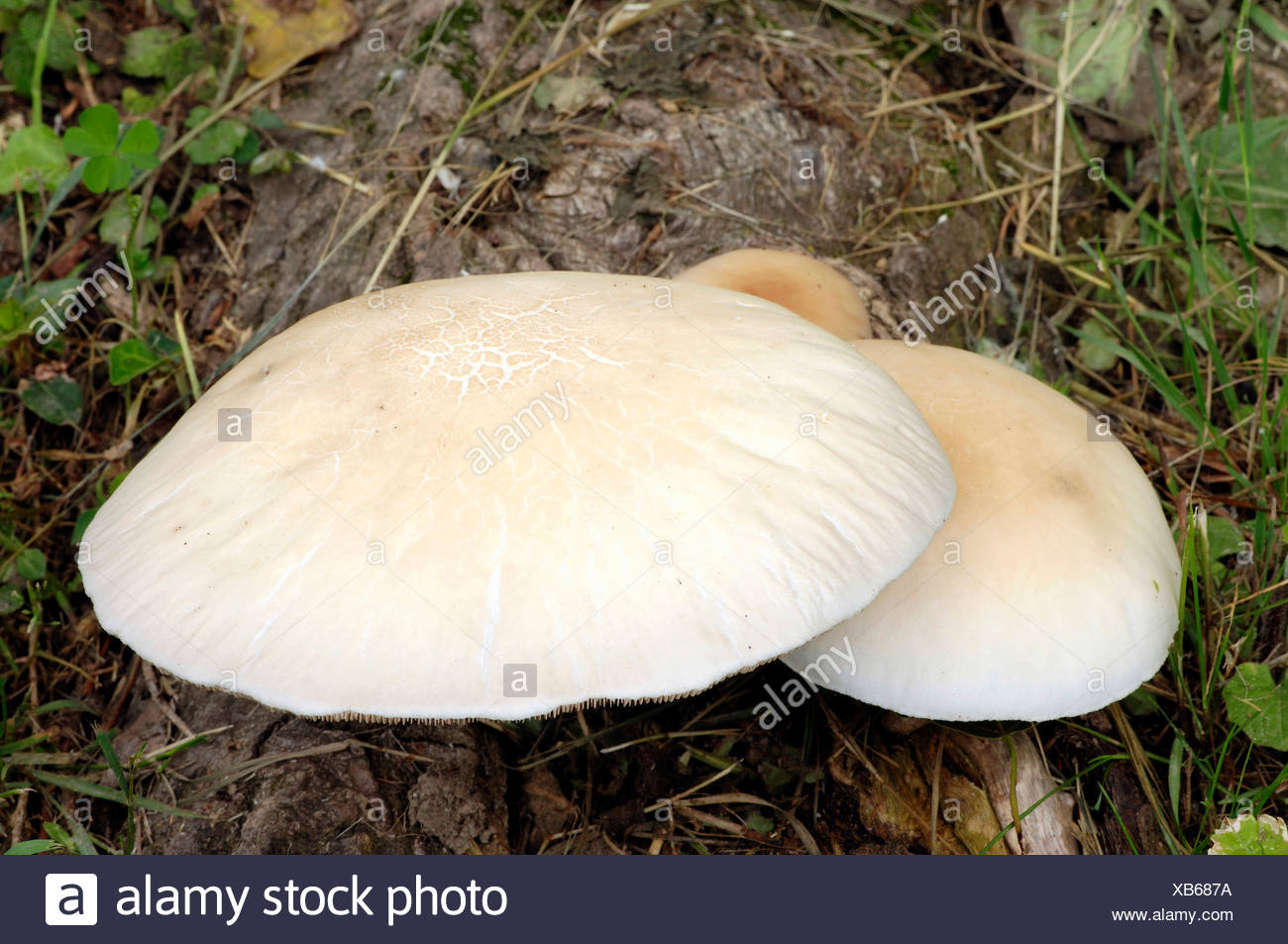Wiesen Champignon Et Feldegerling Ou Wiesenegerling Banque d'image et ...