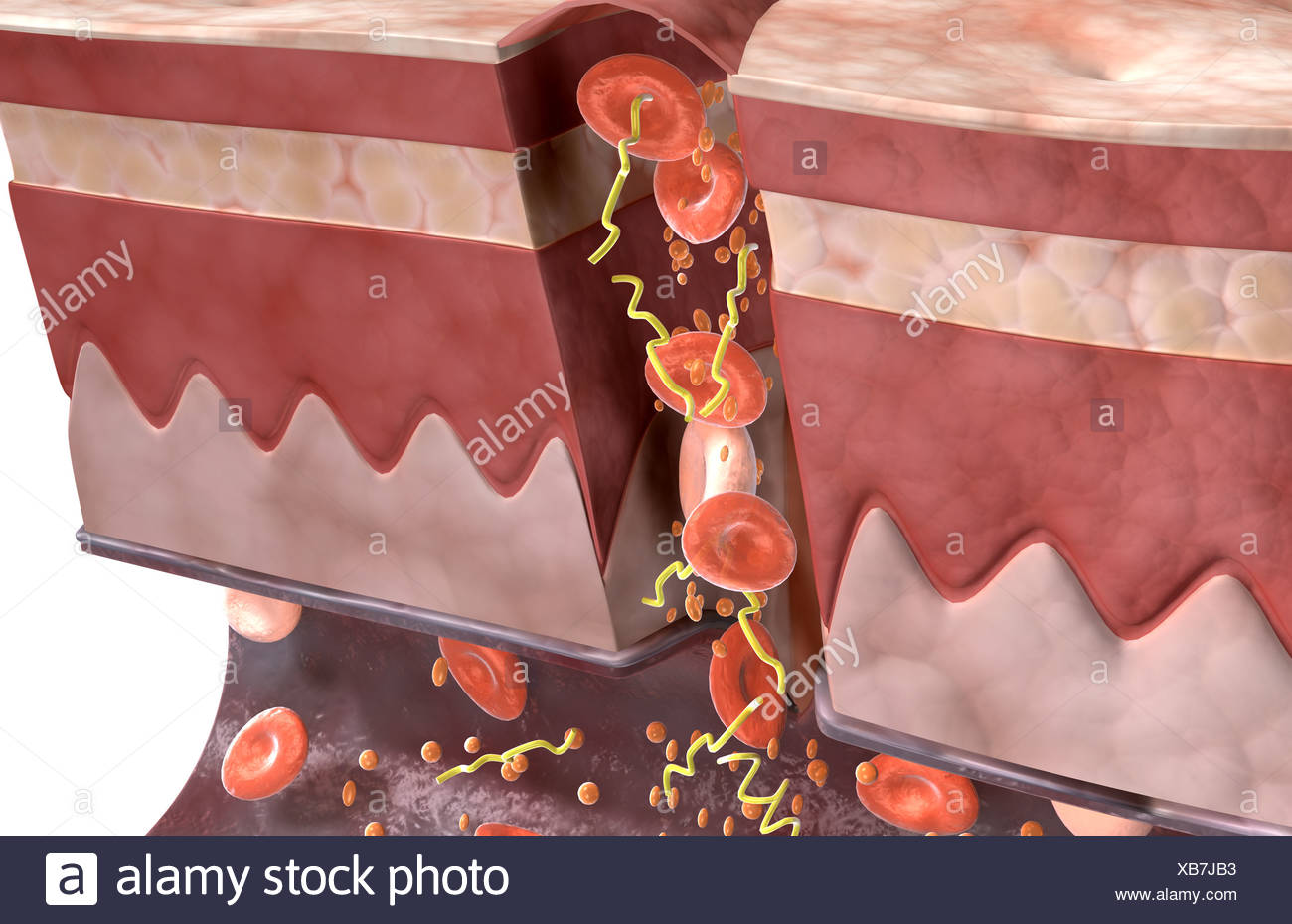 Les Plaquettes Sanguines Banque d'image et photos - Alamy