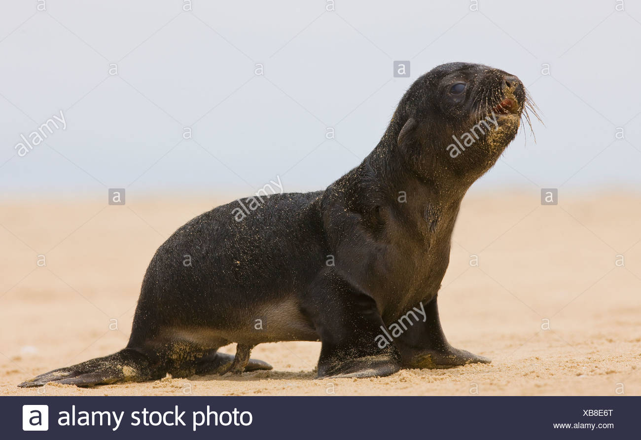 Fourrure De Phoque Banque d'image et photos - Alamy