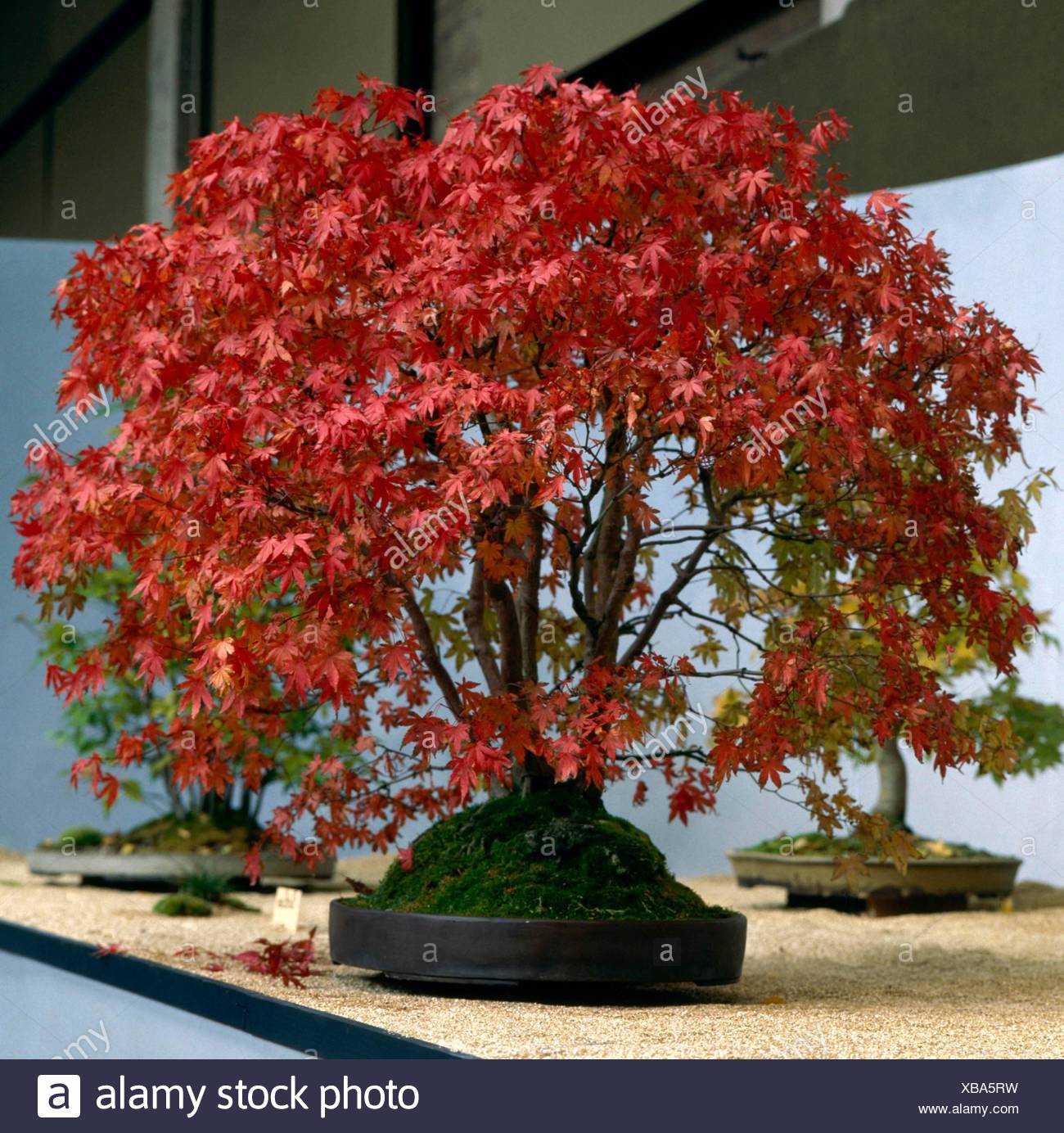 Bonsai Maple Banque d'image et photos - Alamy