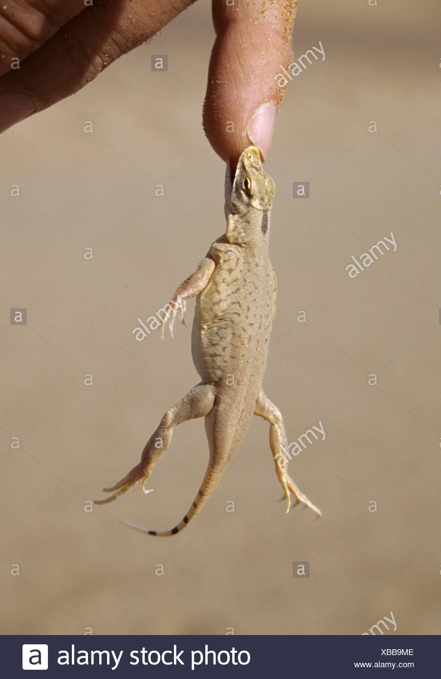 Animal Animals Desert Lizard Namibia Reptile Reptiles Sand Diving ...