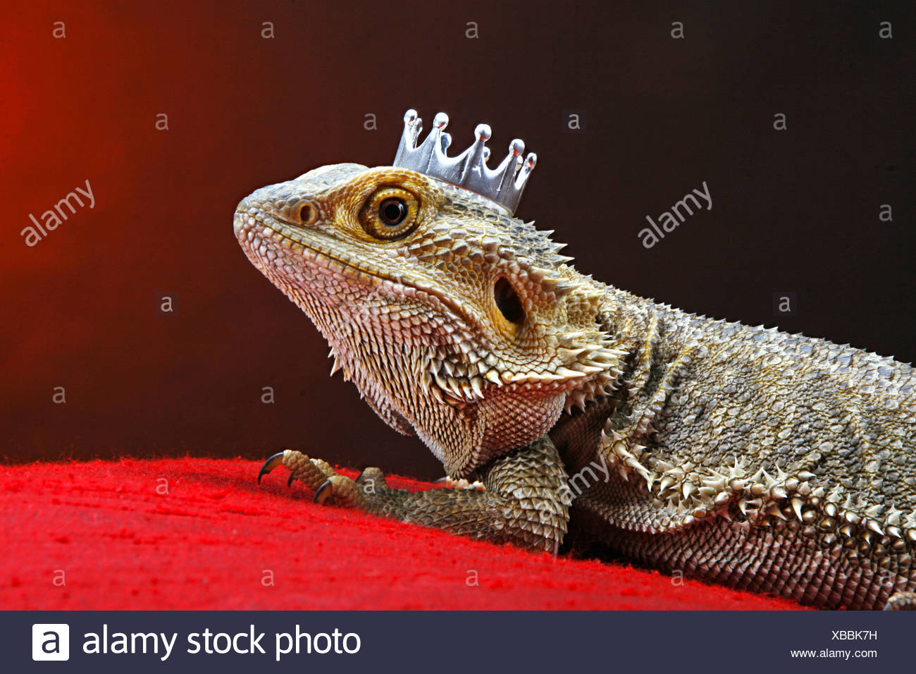 Dragon Barbu Banque d'image et photos - Alamy