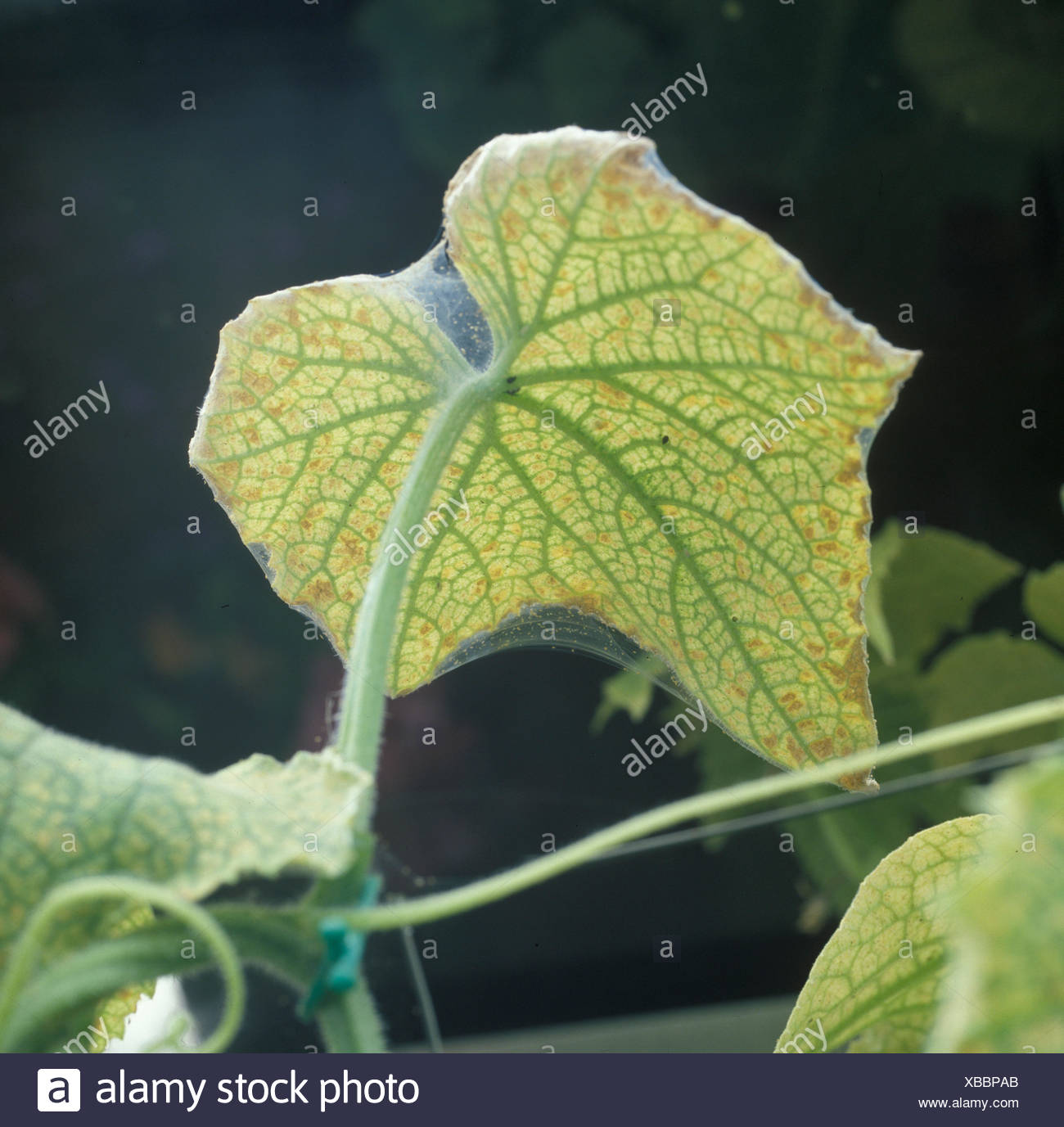 Acarien Rouge Banque d'image et photos - Alamy