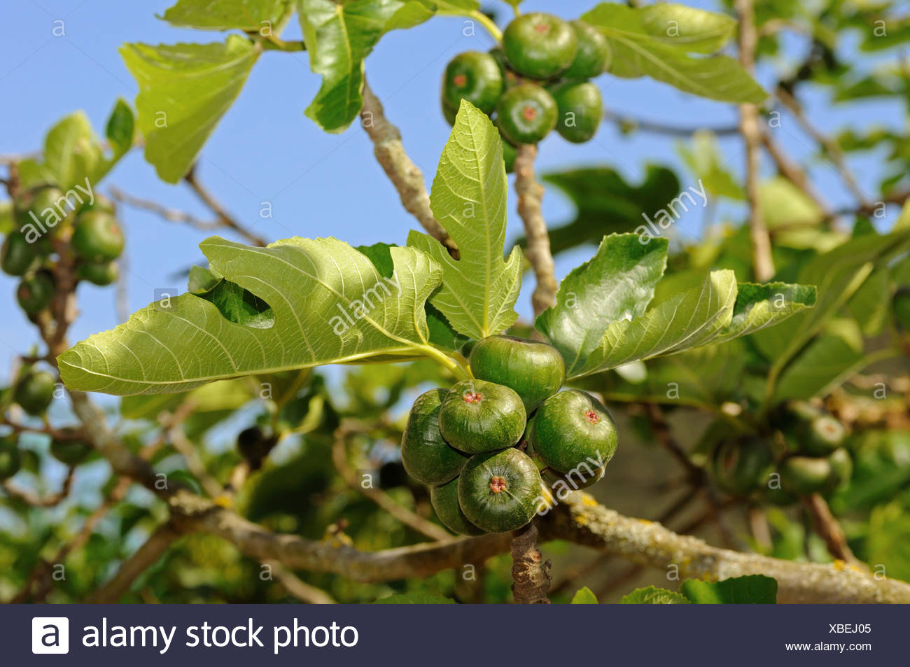 Le Figuier Banque d'image et photos - Alamy