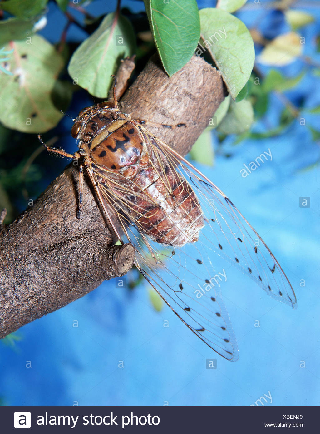 Cigale Géante Banque d'image et photos - Alamy
