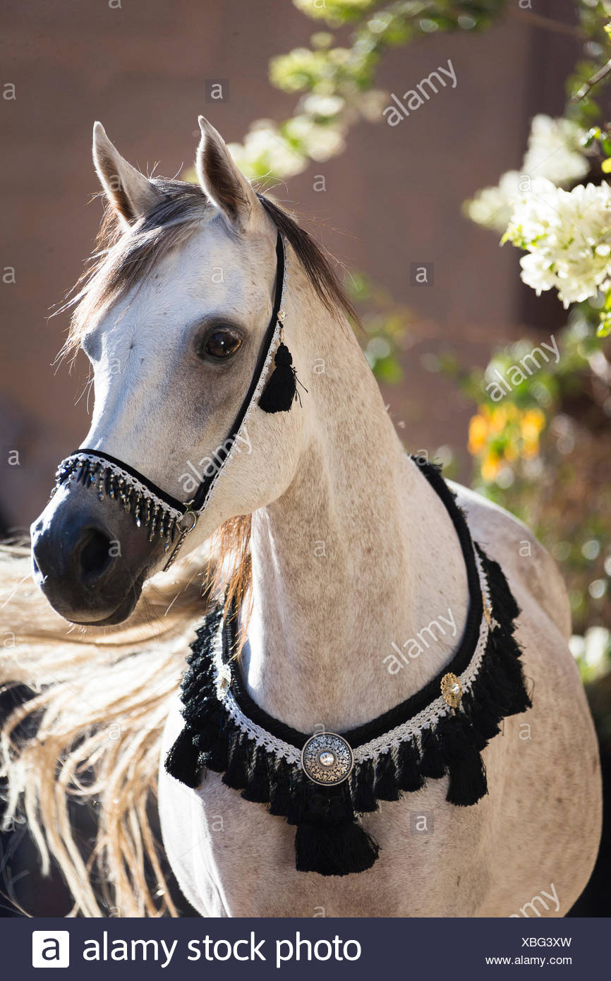 Arabian Horse Traditional Arabian Tack Banque d'image et photos - Alamy