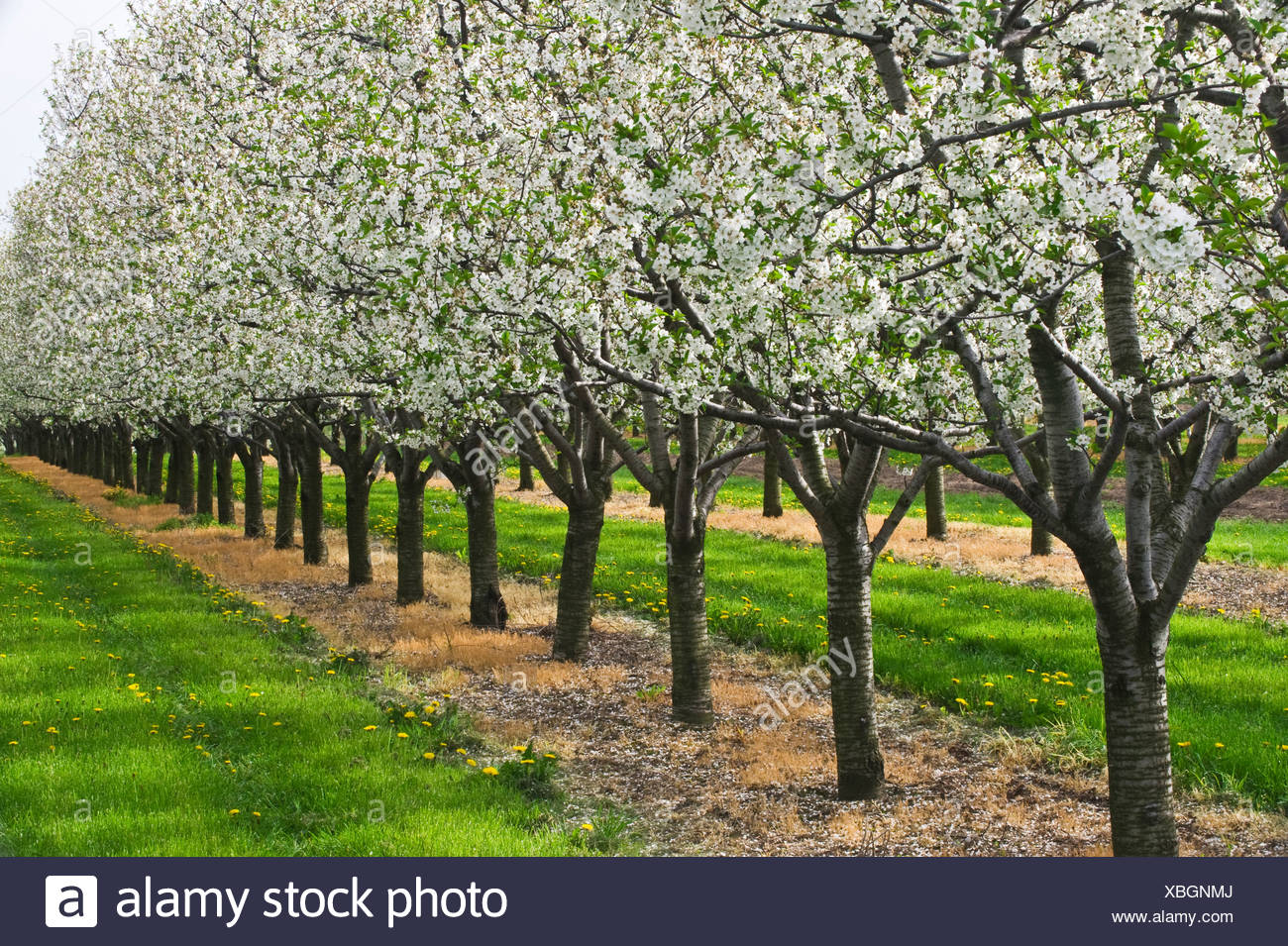 Verger De Pommiers En Fleur Banque d'image et photos - Alamy