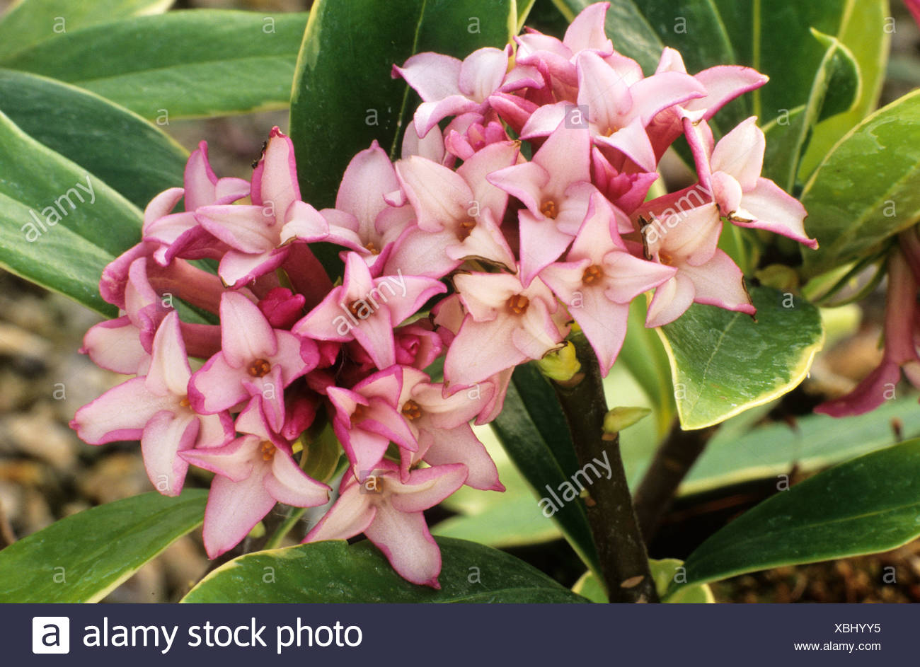 Daphne Odora Aureomarginata Banque d'image et photos - Alamy