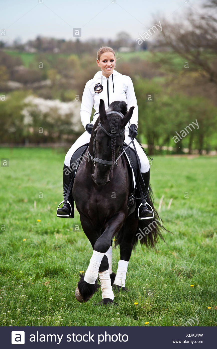 Cheval Frison Banque d'image et photos - Alamy