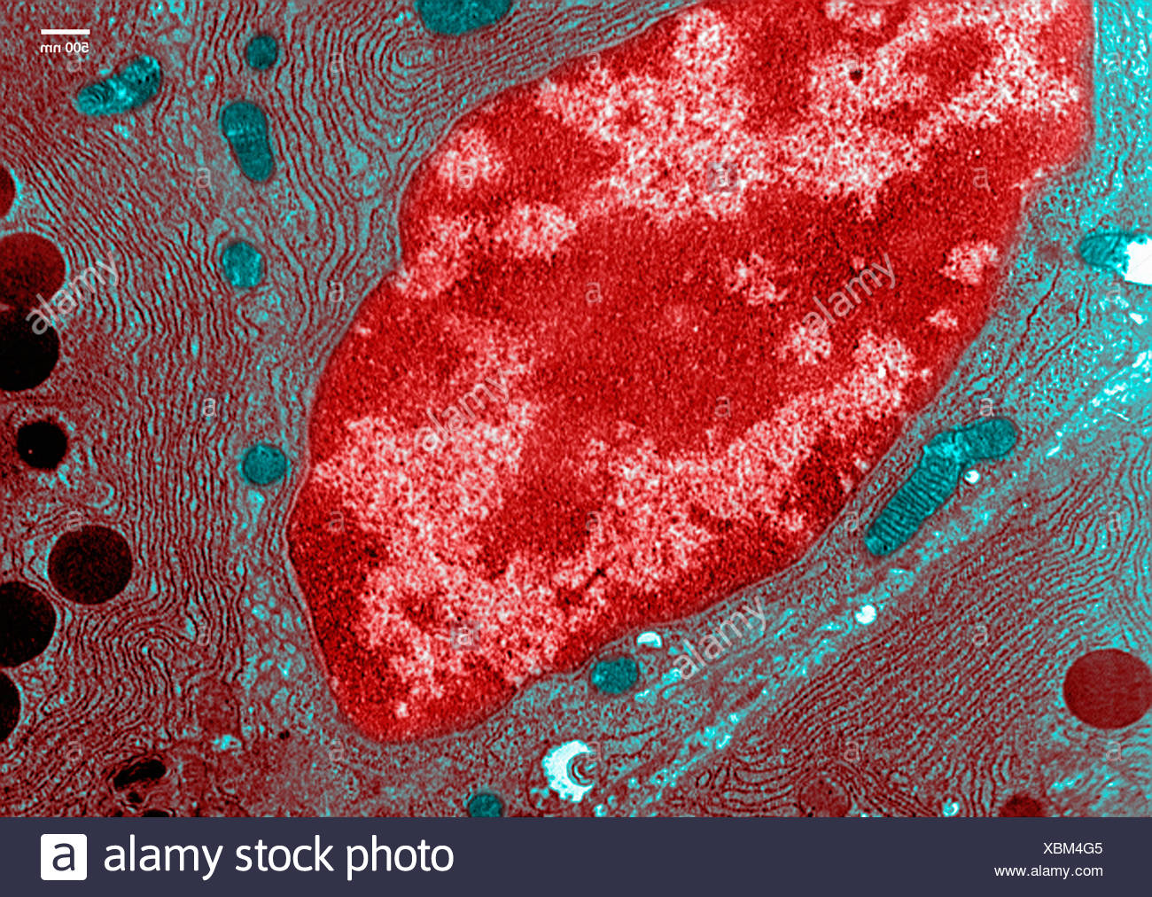 Cellule Acineuse Banque d'image et photos - Alamy