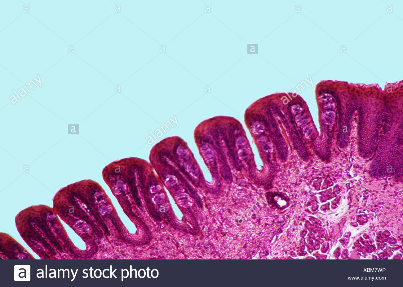 Papillae Tongue Banque d'image et photos - Alamy