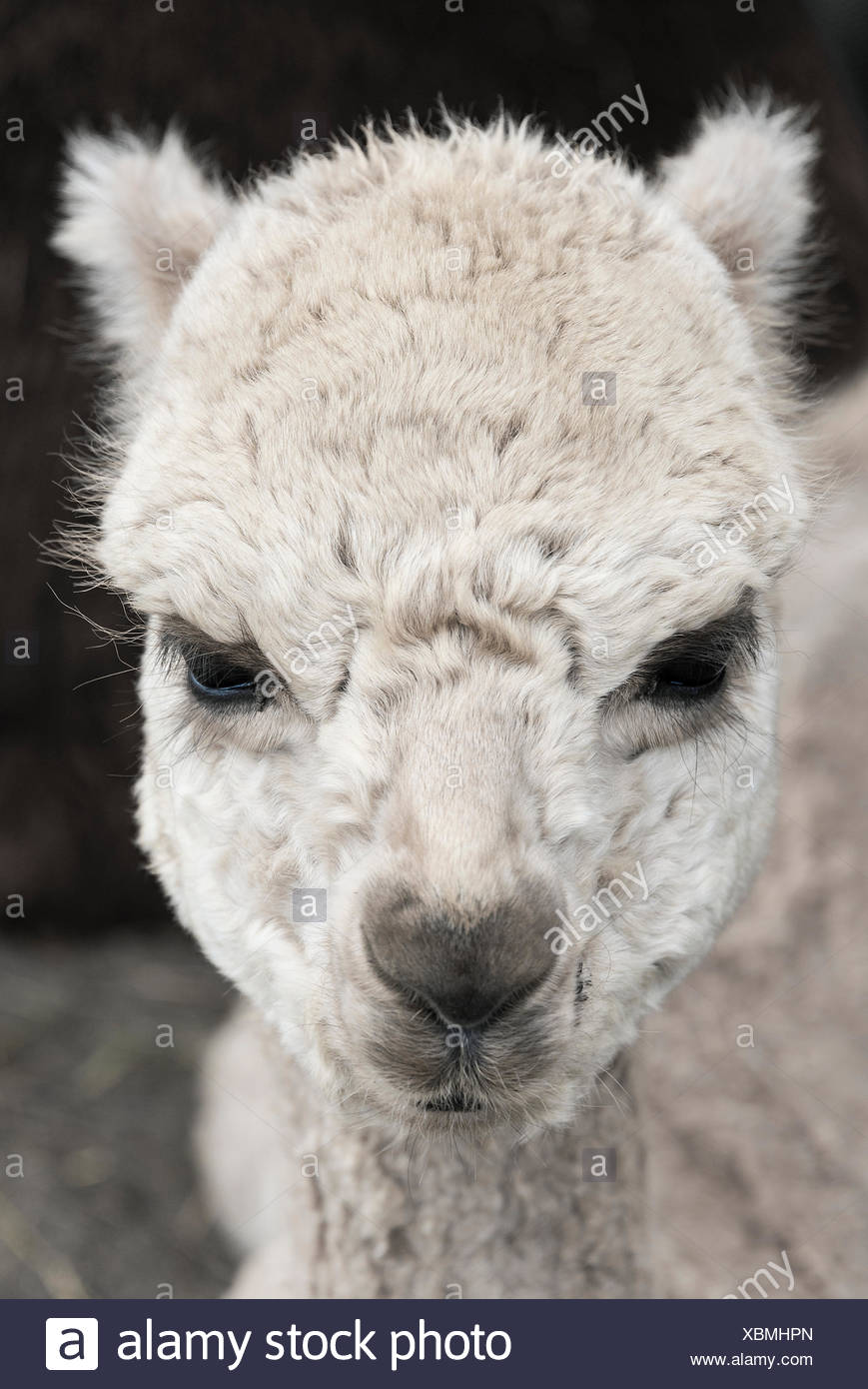 Alpaga Mignon Banque d'image et photos - Alamy