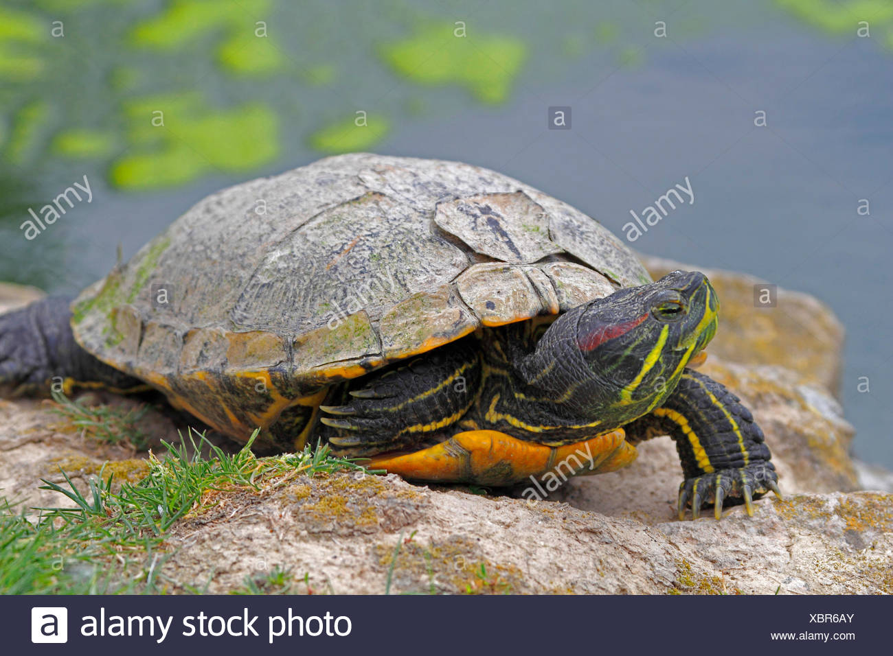 La Tortue Rouge Banque d'image et photos - Alamy