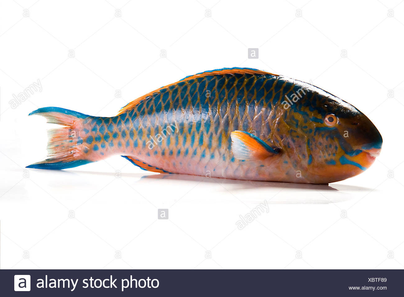 Poisson Perroquet Banque d'image et photos - Alamy