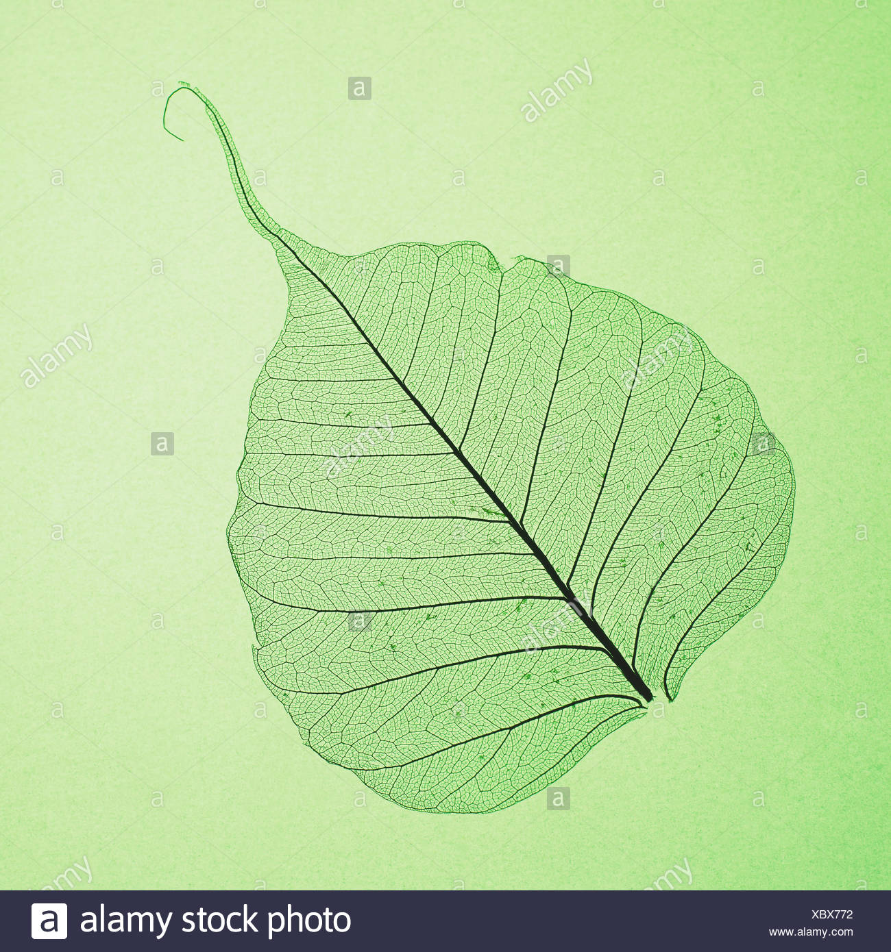 Une Feuille Banque d'image et photos - Alamy