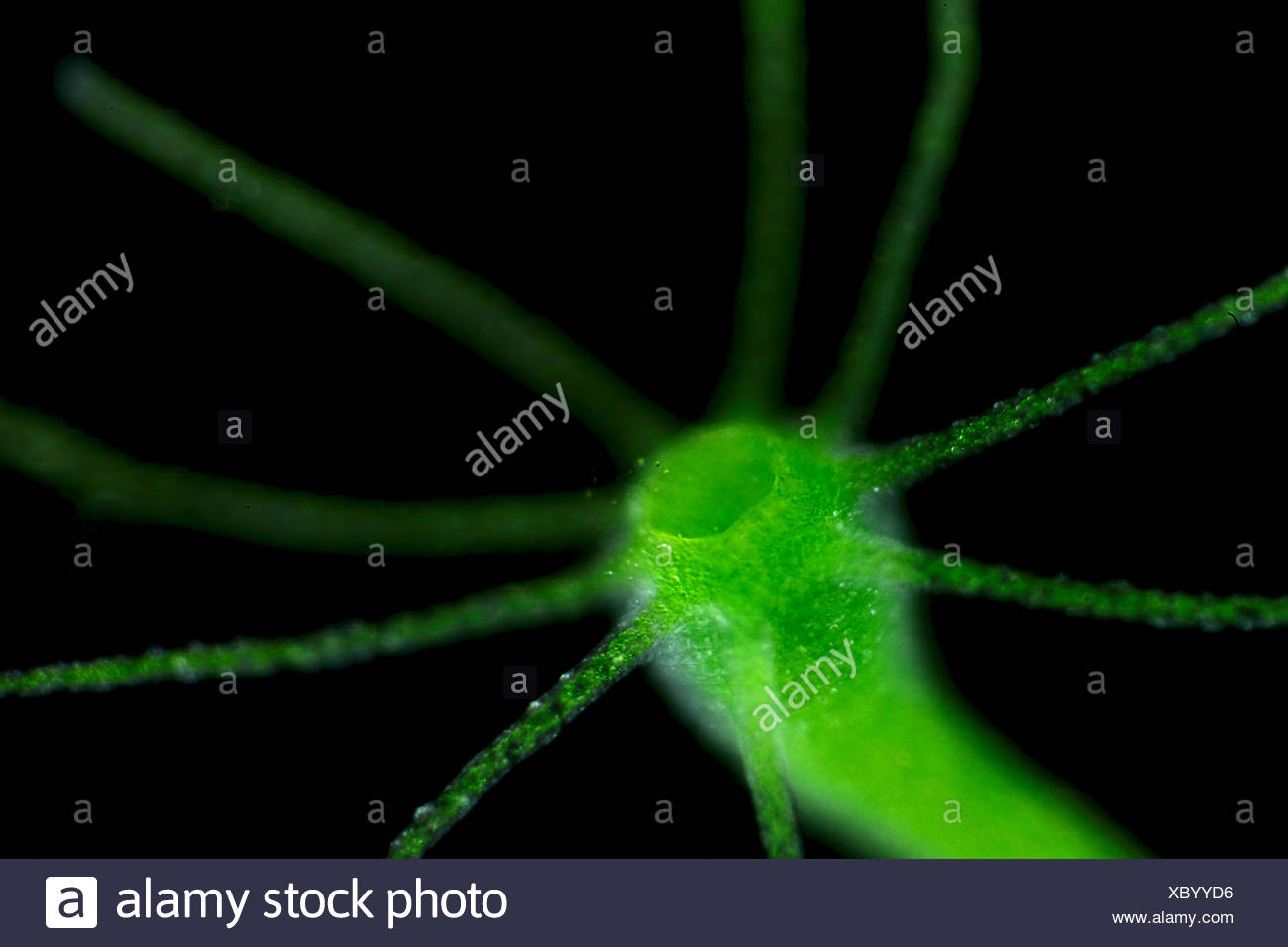 Hydra Viridissima Banque d'image et photos - Alamy