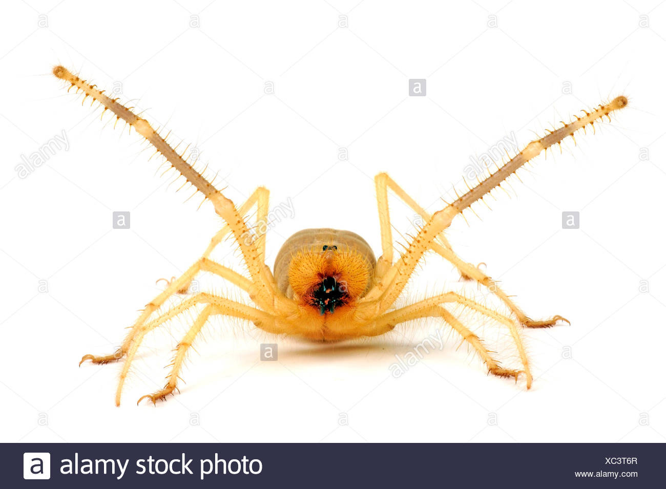 Camel Spider Galeodes Granti Banque d'image et photos - Alamy