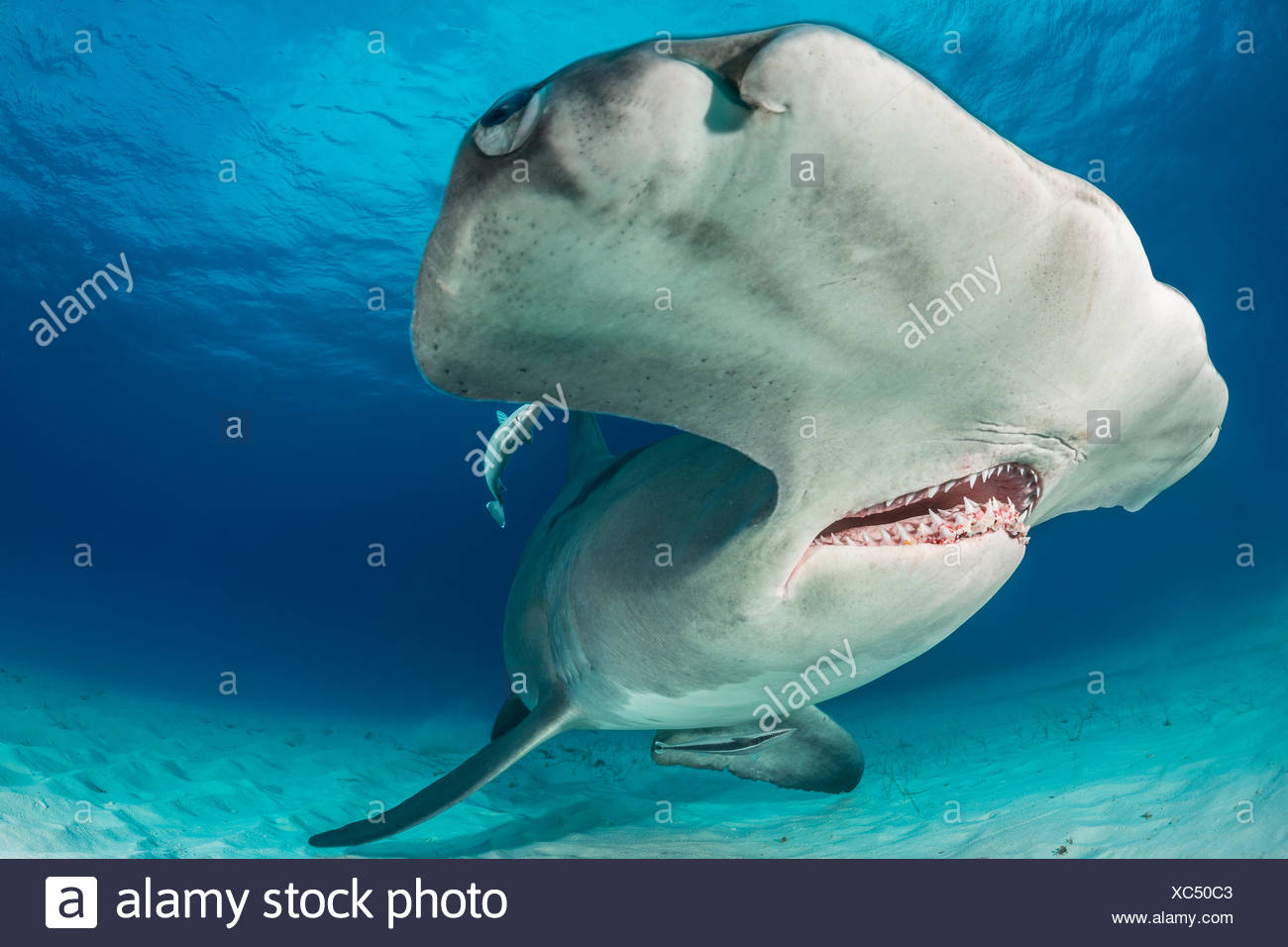 Grand Requin Marteau Banque d'image et photos - Alamy