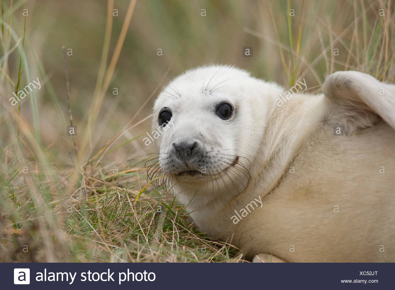 Cochon De Mer Banque d'image et photos - Alamy