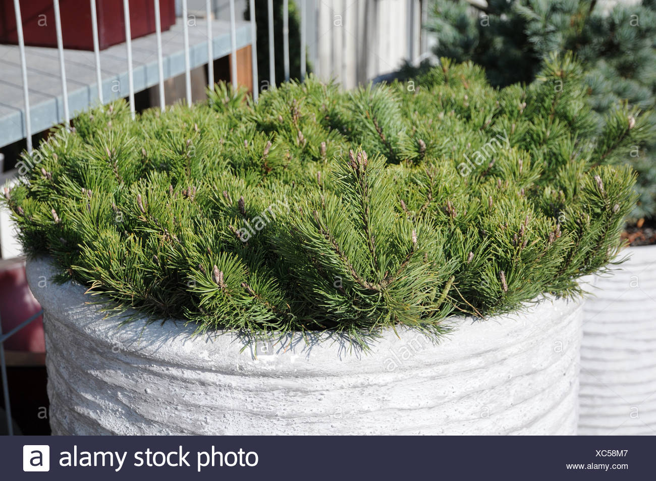Mugo Pine Pinus Mugo Pumilio Banque d'image et photos - Alamy