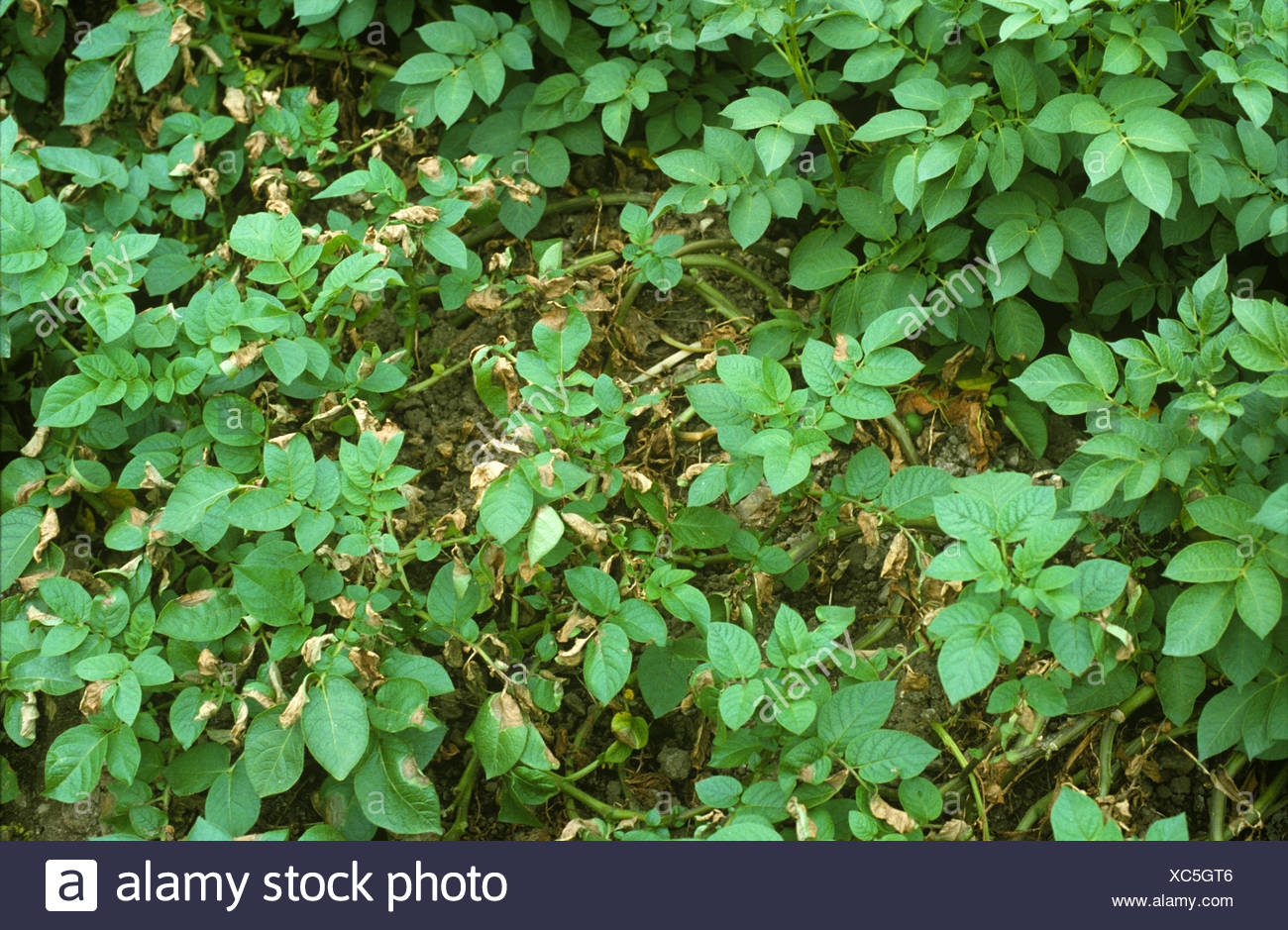 Phytophthora Infestans Potato Blight Banque d'image et photos - Alamy
