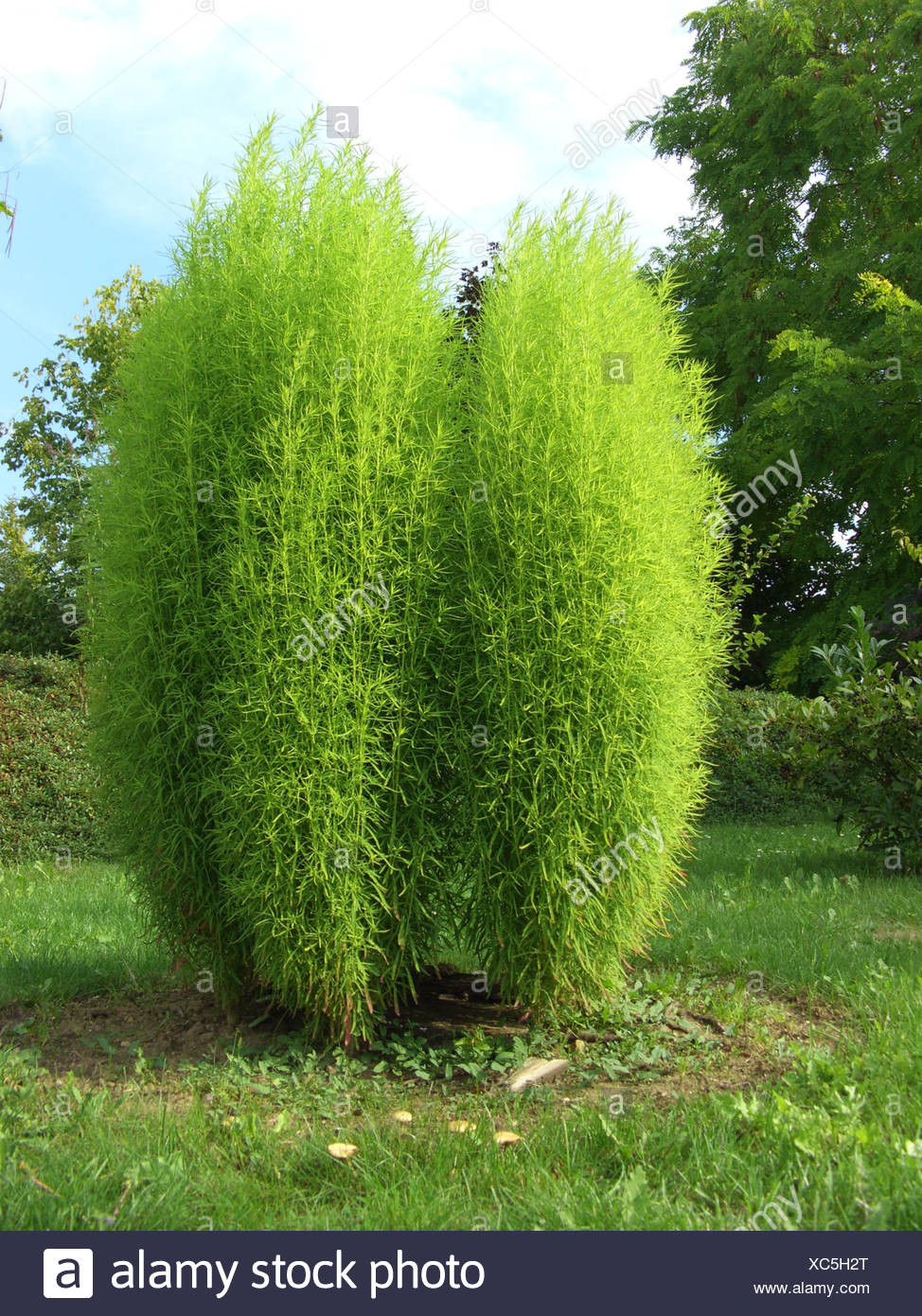 Kochia Scoparia Photos & Kochia Scoparia Images - Alamy