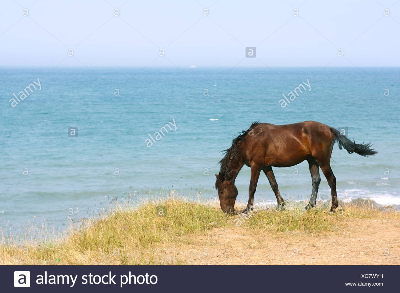 Cheval De Plage Banque d'image et photos - Alamy