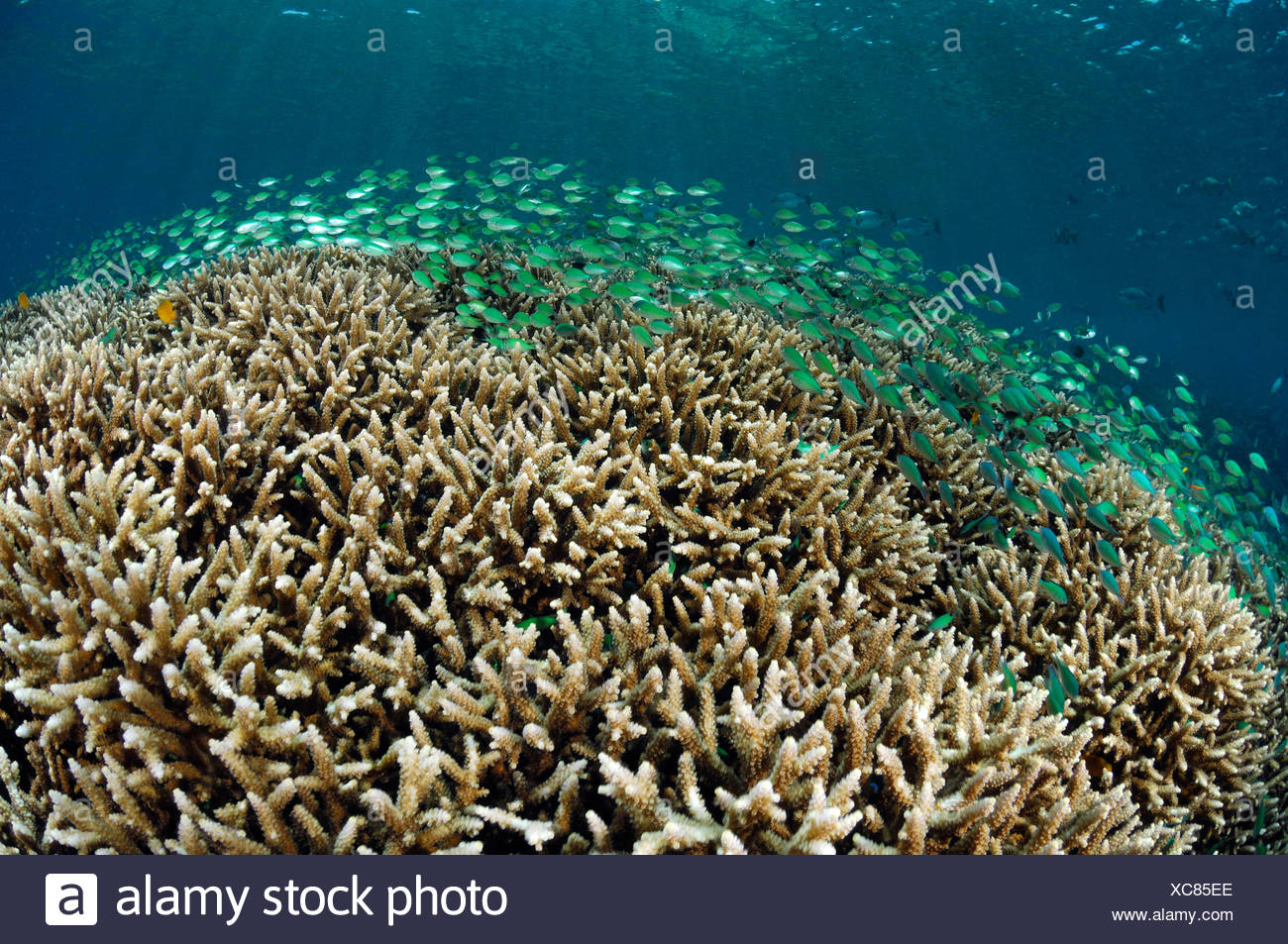 Corail Ramifiant Banque d'image et photos - Alamy