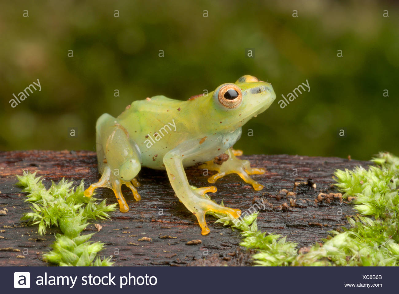 Grenouille Transparente Banque d'image et photos - Alamy