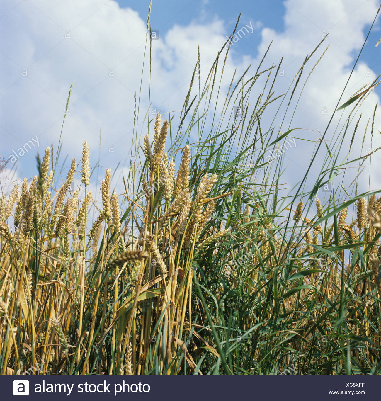 Triticum Repens Banque d'image et photos - Alamy