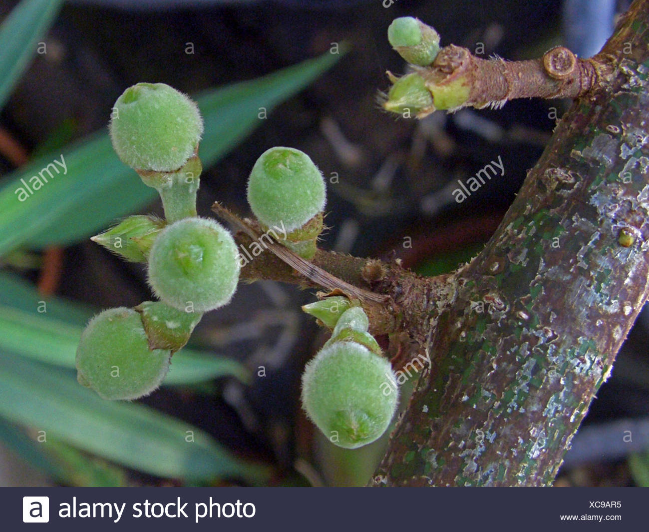 Sycamore Fig Tree Banque d'image et photos - Alamy