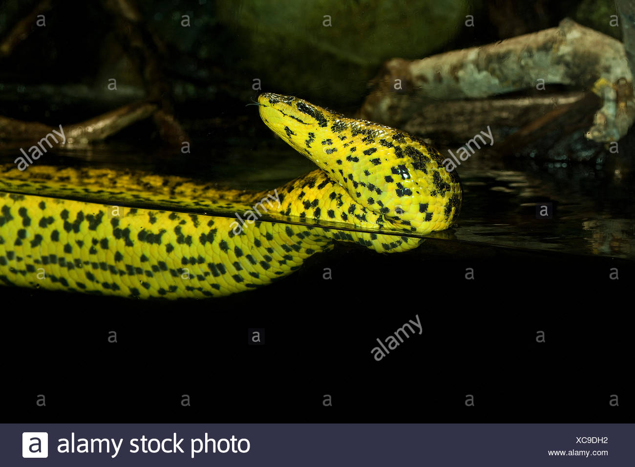 Anaconda Jaune Banque d'image et photos - Alamy