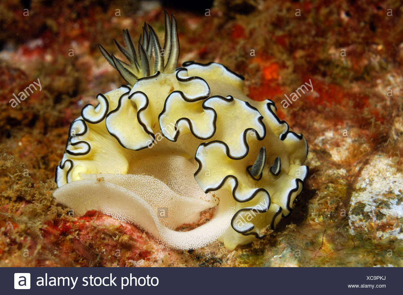 Reproduction Des Limaces De Mer Banque d'image et photos - Alamy