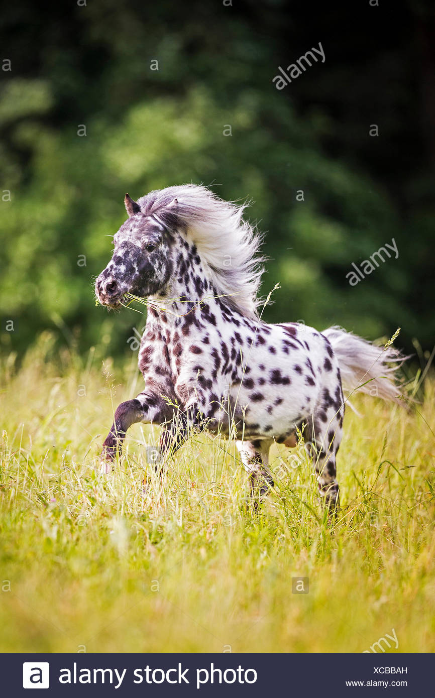 Cheval Falabella Banque d'image et photos - Alamy