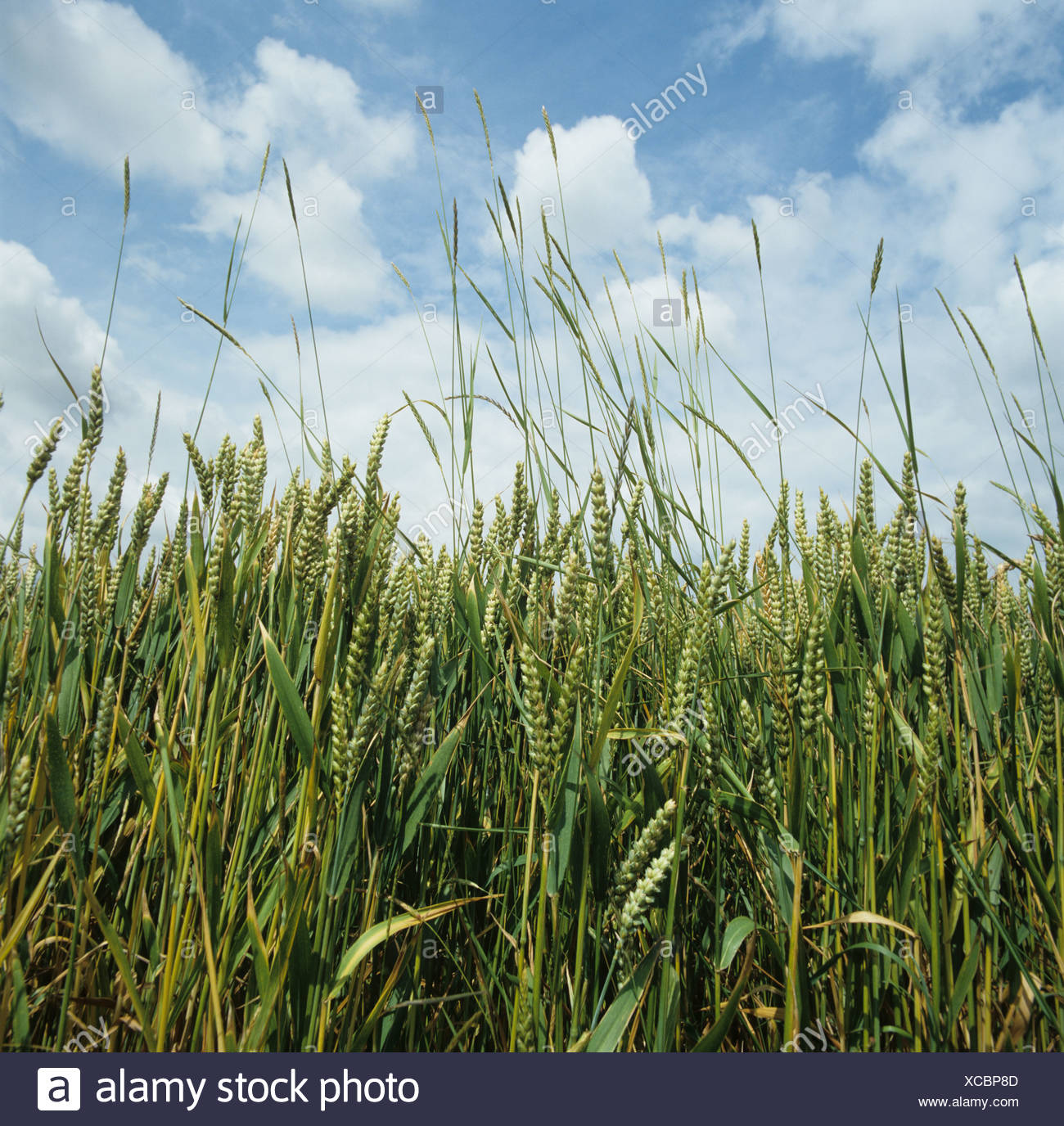 Triticum Repens Banque d'image et photos - Alamy