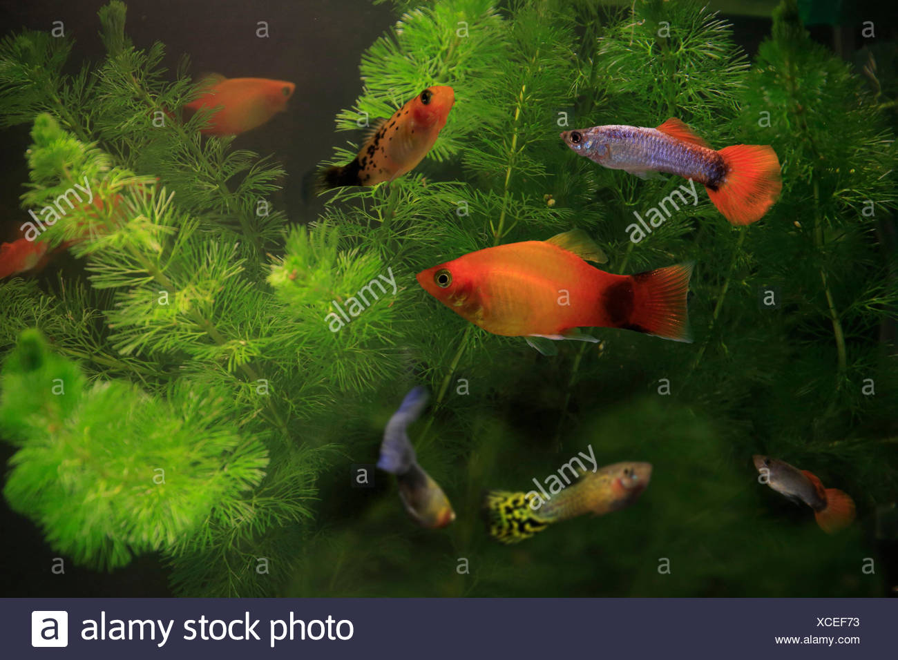 Platy Et Guppy Banque d'image et photos - Alamy